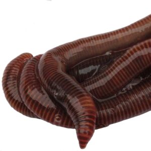 homegrownworms - 24ct european nightcrawlers - plus free live bait container! - guaranteed live delivery (2"- 4") night crawlers - great fishing bait, predatory pet food and garden worms!