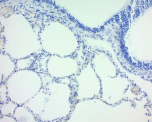 hematoxylin, mayer's (lillie's modification), 500ml