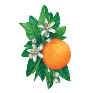 hester & cook, h&c table accent orange blossom