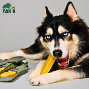 Yak9 Cheese Dog Chews, High Protein Dog Treats, Natural, Rawhide Free, Non GMO, Long Lasting Dog Chews with Vitamins & Minerals, Dog Treats for Medium Breeds Under 75 Lbs, Yak & Cow Milk, 1 Piece