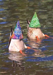 designer greetings two ducks wearing party hats on tail feathers funny/humorous birthday card