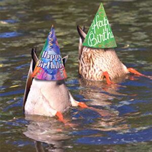 Designer Greetings Two Ducks Wearing Party Hats on Tail Feathers Funny/Humorous Birthday Card