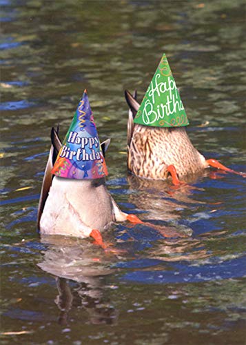 Designer Greetings Two Ducks Wearing Party Hats on Tail Feathers Funny/Humorous Birthday Card