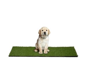 garland rug puppy pee pad artificial grass turf rug, 24 in x 48 in, green