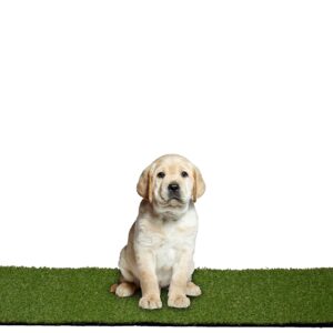 Garland Rug Puppy Pee Pad Artificial Grass Turf Rug, 24 in x 48 in, Green