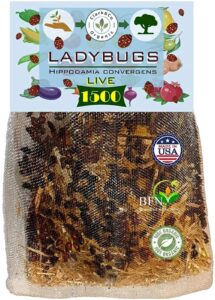 1500x1 live ladybugs - good bugs - ladybugs for garden - guaranteed live delivery!