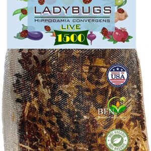 1500x1 Live Ladybugs - Good Bugs - Ladybugs for Garden - Guaranteed Live Delivery!