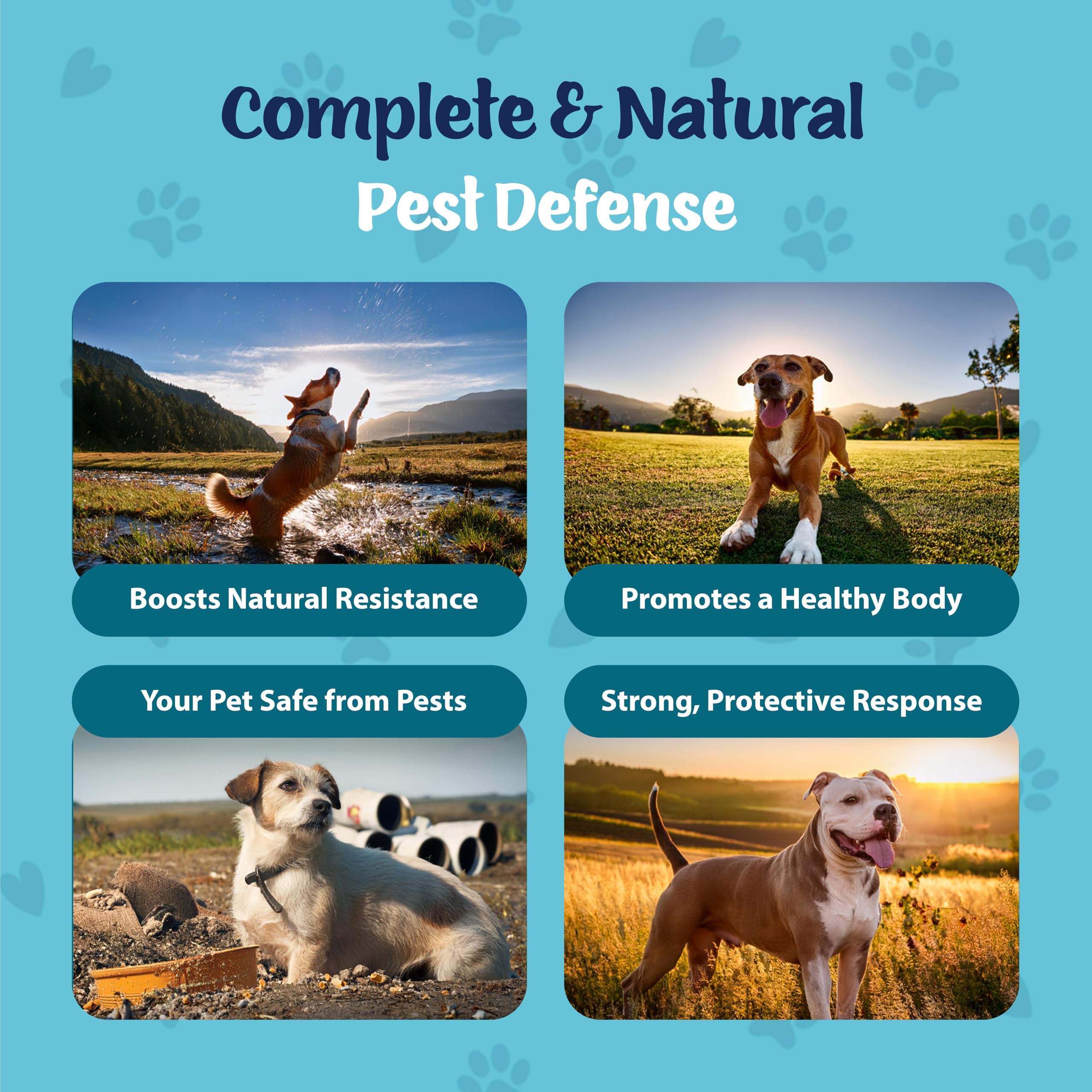 Texas Pet Company Natural Flea and Tick Prevention for Dogs Pills - Dog Flea and Tick Treatment Chewable Supplement - Oral Flea Treatment for Dogs Flea Pills Defense - All Breeds & Ages - Made in USA