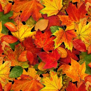 leave fabric landscape fall leaves in multi premium quality cotton fabric by the yard