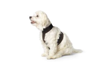 calmer canine - small convenience vest for use with the anxiety treatment device for dogs (device not included)