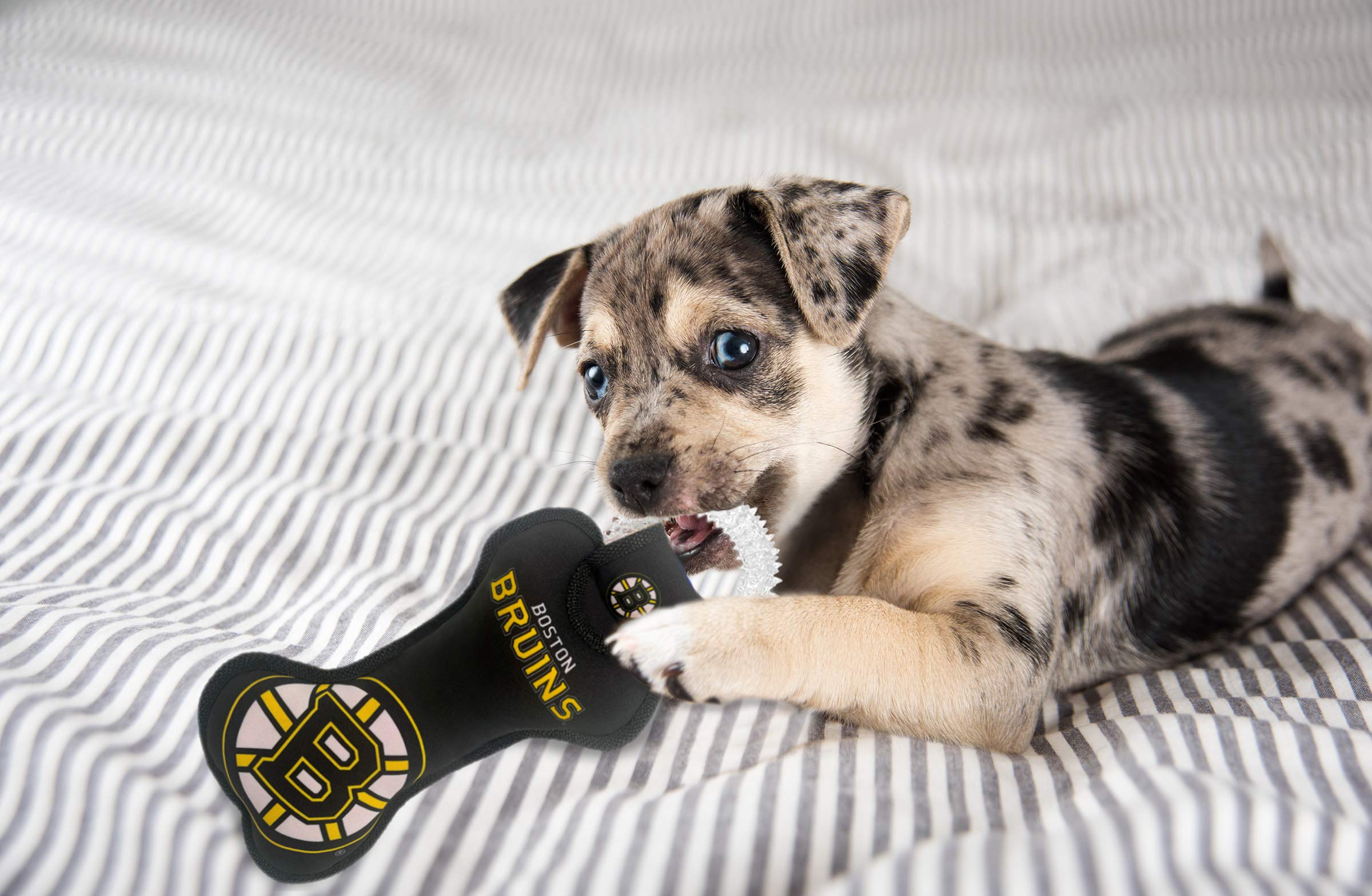 Pets First NHL Boston Bruins Dental Dog TUG Toy with Squeaker. Tough PET Toy for Healthy Fun, Teething & Cleaning Pet's Teeth & Gum., Team Color, one Size (BRU-3310)