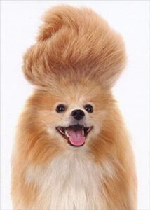 designer greetings pomeranian dog with tall swirling hairdo funny/humorous feminine birthday card for her : woman : women