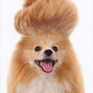 Designer Greetings Pomeranian Dog with Tall Swirling Hairdo Funny/Humorous Feminine Birthday Card for Her : Woman : Women