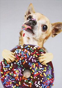 designer greetings dog licks sprinkles off big donut funny/humorous feminine birthday card for her : woman : women