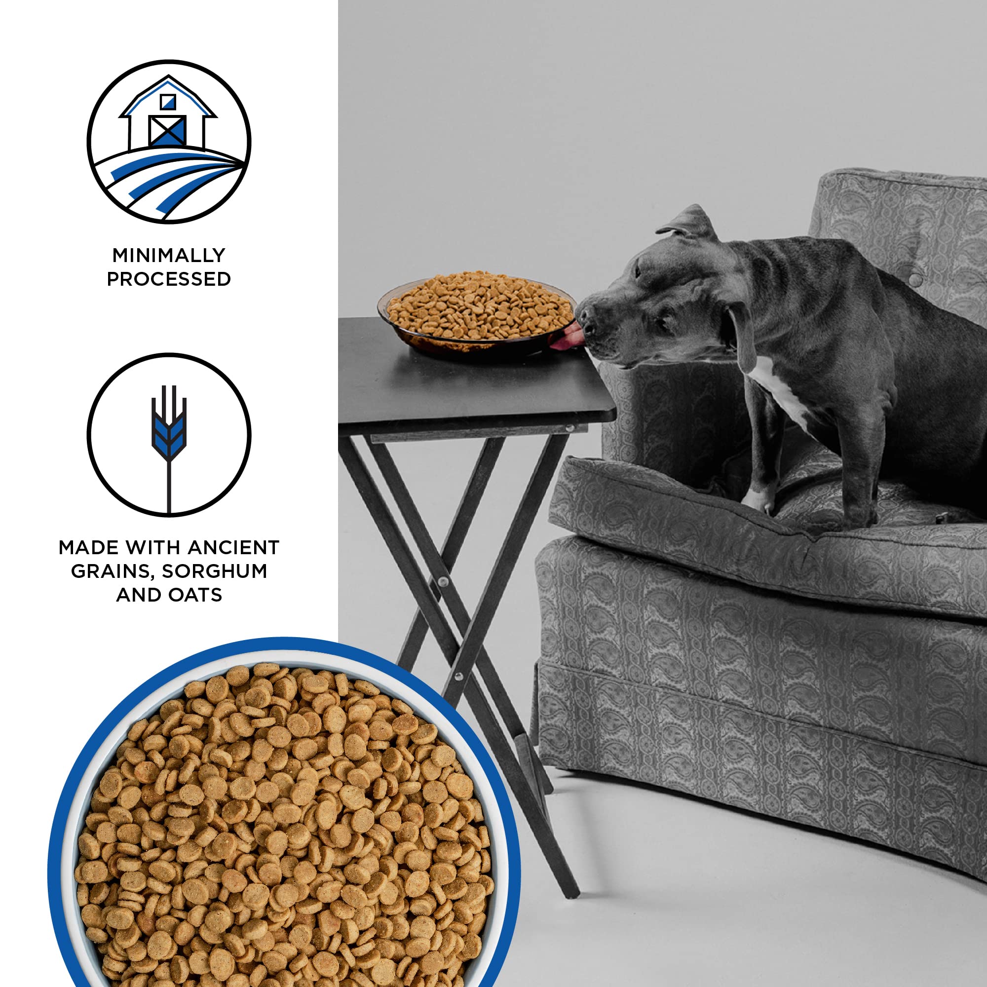 Bixbi Liberty Grain Friendly Dry Dog Food, Game Bird Feast Recipe, 22 lbs - Fresh Meat, No Meat Meal, No Fillers - Gently Steamed & Cooked - No Soy, Corn, Rice or Wheat for Easy Digestion - USA Made