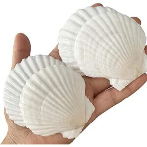 qicqdram 25pcs sea shells for crafts decoration 2''-3'' white scallop shells, for crafts diy painting beaching wedding decoration, beach natural scallop shells bulk