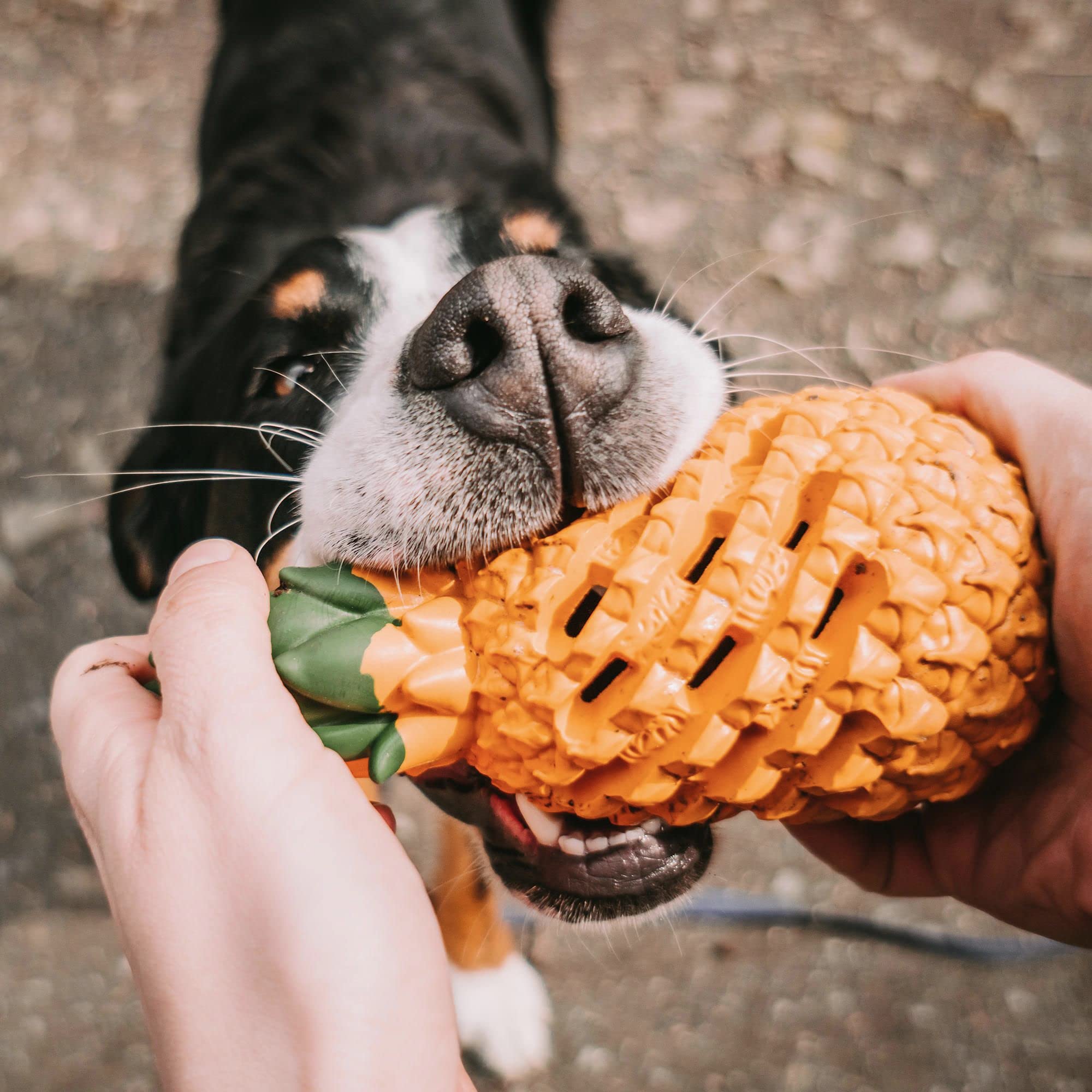 Herm Sprenger – Pineapple Dog Chew Toy for Aggressive Chewer – Natural Rubber Dog Treat Dispenser – Large Tough Dog Dental Teeth Cleaning Chew Toys for Large and Medium Breed