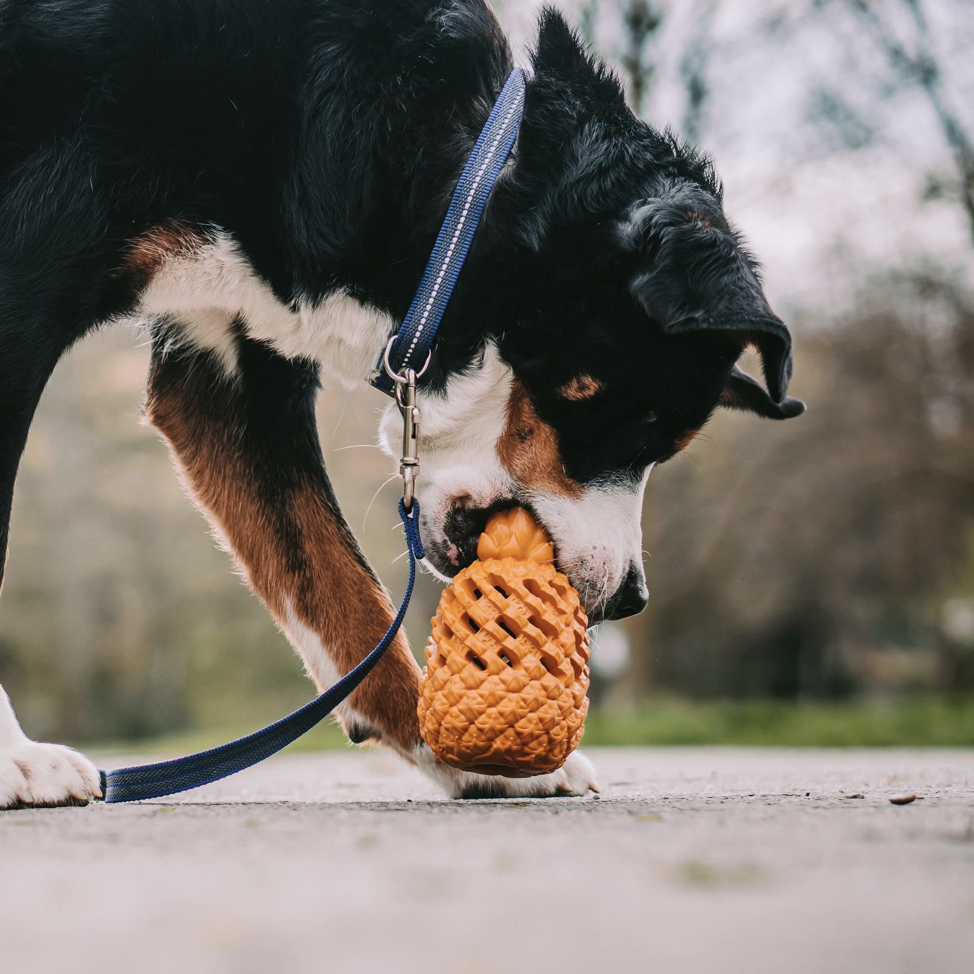 Herm Sprenger – Pineapple Dog Chew Toy for Aggressive Chewer – Natural Rubber Dog Treat Dispenser – Large Tough Dog Dental Teeth Cleaning Chew Toys for Large and Medium Breed