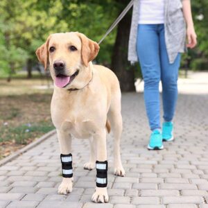 NeoAlly Dog Canine Front Leg Compression Braces Super Supportive with Metal Spring Strips to Stabilize Dog Front Leg Wrist Carpal, Prevents Leg Injuries & Sprains (S/M Pair)