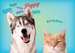 rsvp happy huskie and grumpy cat funny/humorous dog and cat birthday card