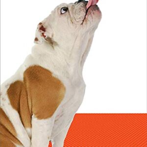 RSVP Birthday Card Bulldog Licking : Get All Slobbery Funny/Humorous Dog,Yellow,5" x 7",GC-B3985