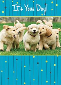 rsvp birthday card: pack of golden labrador puppies,lime,5" x 7",gc-b6567a