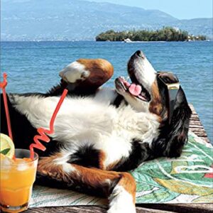 RSVP Dog Relaxing on Dock Near Lake Funny/Humorous Birthday Card,Yellow,5" x 7",GC-B4068