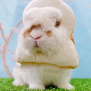 Rabbit Collar Bread Slice Collar Toast Bread-Shaped Rabbit Headdress, Pet Halloween Gift Cosplay Makeup Cap, Bunny Cartoon Costume, Dressing Up Props, Small Animal Headgear (8''- 9'' head girth)