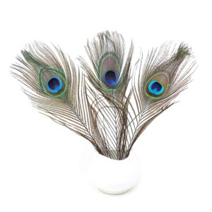 12 PCS Real Natural Peacock Eye Feathers 10-12 inch for DIY Craft, Wedding and Holiday Decorations