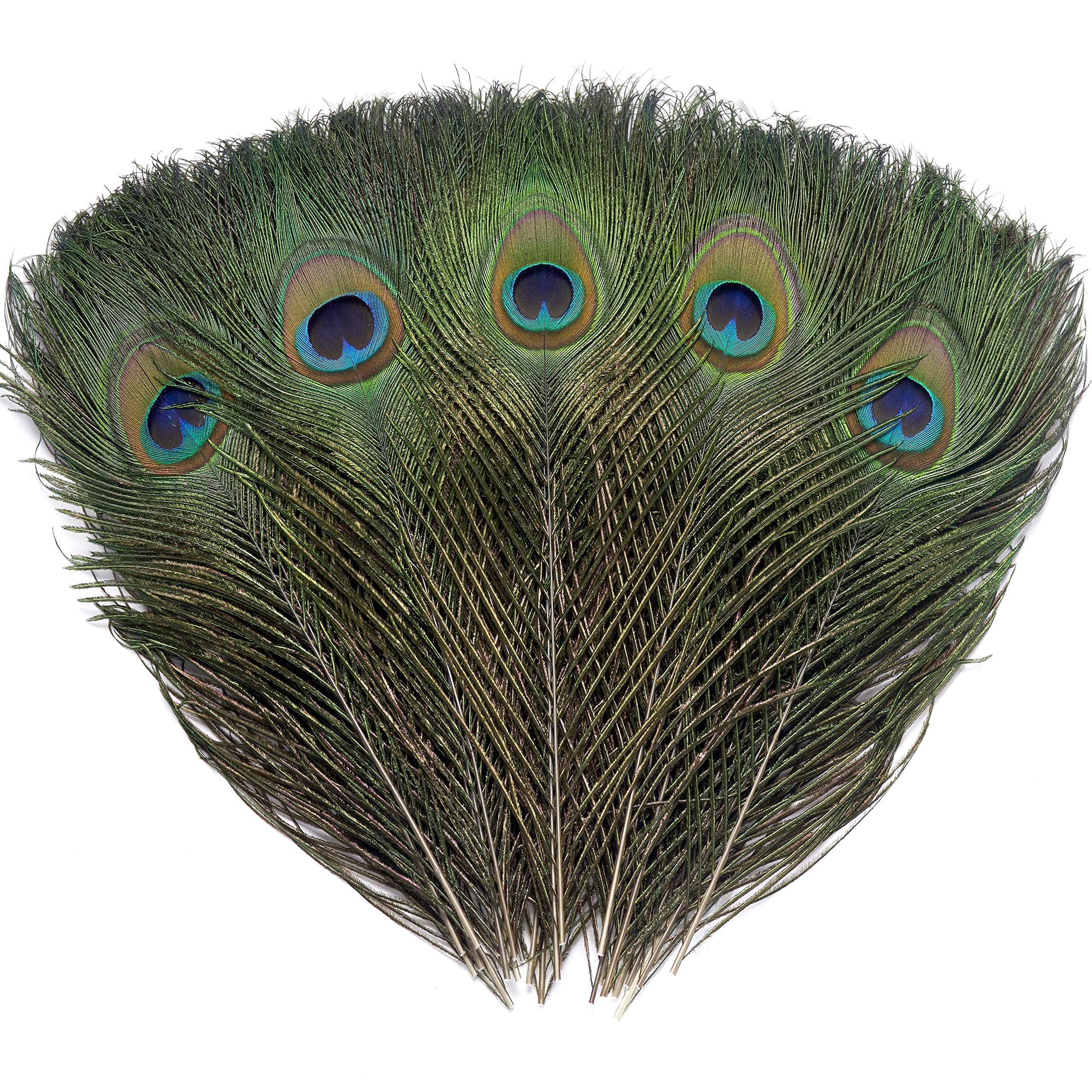 12 PCS Real Natural Peacock Eye Feathers 10-12 inch for DIY Craft, Wedding and Holiday Decorations