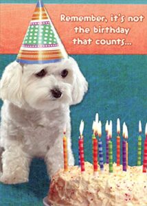 designer greetings white dog with party hat and cake funny : humorous birthday card