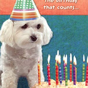 Designer Greetings White Dog with Party Hat and Cake Funny : Humorous Birthday Card