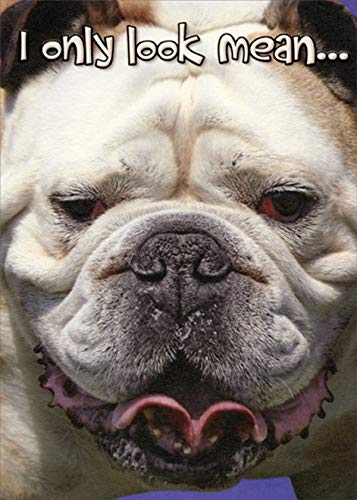 Designer Greetings Only Look Mean Bulldog Funny : Humorous Dog Birthday Card