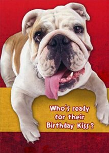 designer greetings bulldog ready for birthday kiss funny : humorous dog birthday card