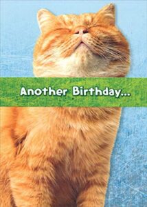 designer greetings orange cat with closed eyes funny : humorous birthday card for her : woman : women