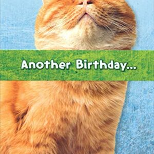 Designer Greetings Orange Cat with Closed Eyes Funny : Humorous Birthday Card for Her : Woman : Women