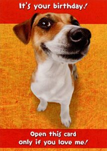 designer greetings open this card : jack russell terrier funny : humorous dog love birthday card