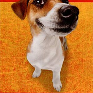 Designer Greetings Open This Card : Jack Russell Terrier Funny : Humorous Dog Love Birthday Card