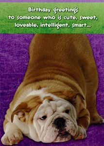 designer greetings cute, sweet, loveable, intelligent, smart bulldog funny : humorous dog birthday card