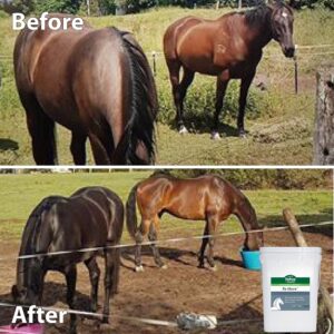 Stance Equitec Re Move - Horse Supplements That Support The Body's Normal Process to Remove Ingested Toxins, Contains Probiotics - 1.8 lb