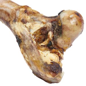 EcoKind Premium Giant Mastedon Femur Bone for Dogs | 1 Giant Bone | All Natural Femur Bone for Large Dogs and Aggressive Chewers