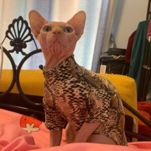 Limited Edition Cool Sphynx Hairless Cat Summer Snake Skin Pattern Cotton T-Shirts Pet Clothes, Round Collar Vest Kitten Shirts Sleeveless, Cats & Small Dogs Apparel (L (6.6-8.8 lbs), Black)