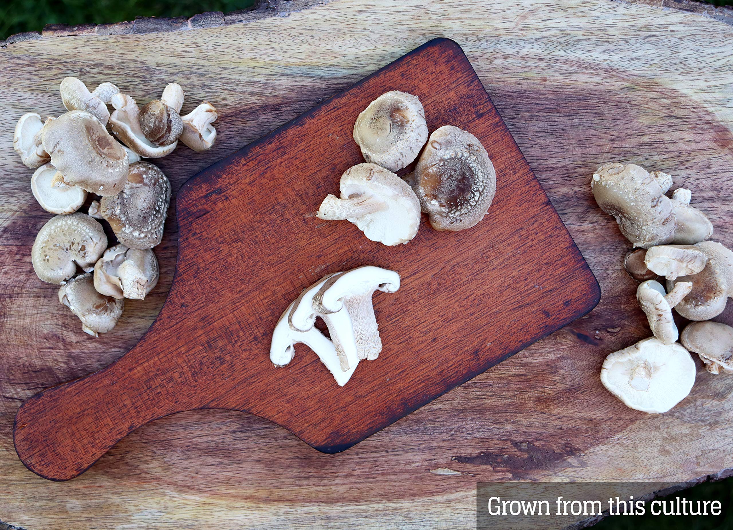 Mushroom Liquid Culture - Shiitake 3782 (Lentinula edodes)