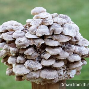 Mushroom Liquid Culture - Shiitake 3782 (Lentinula edodes)