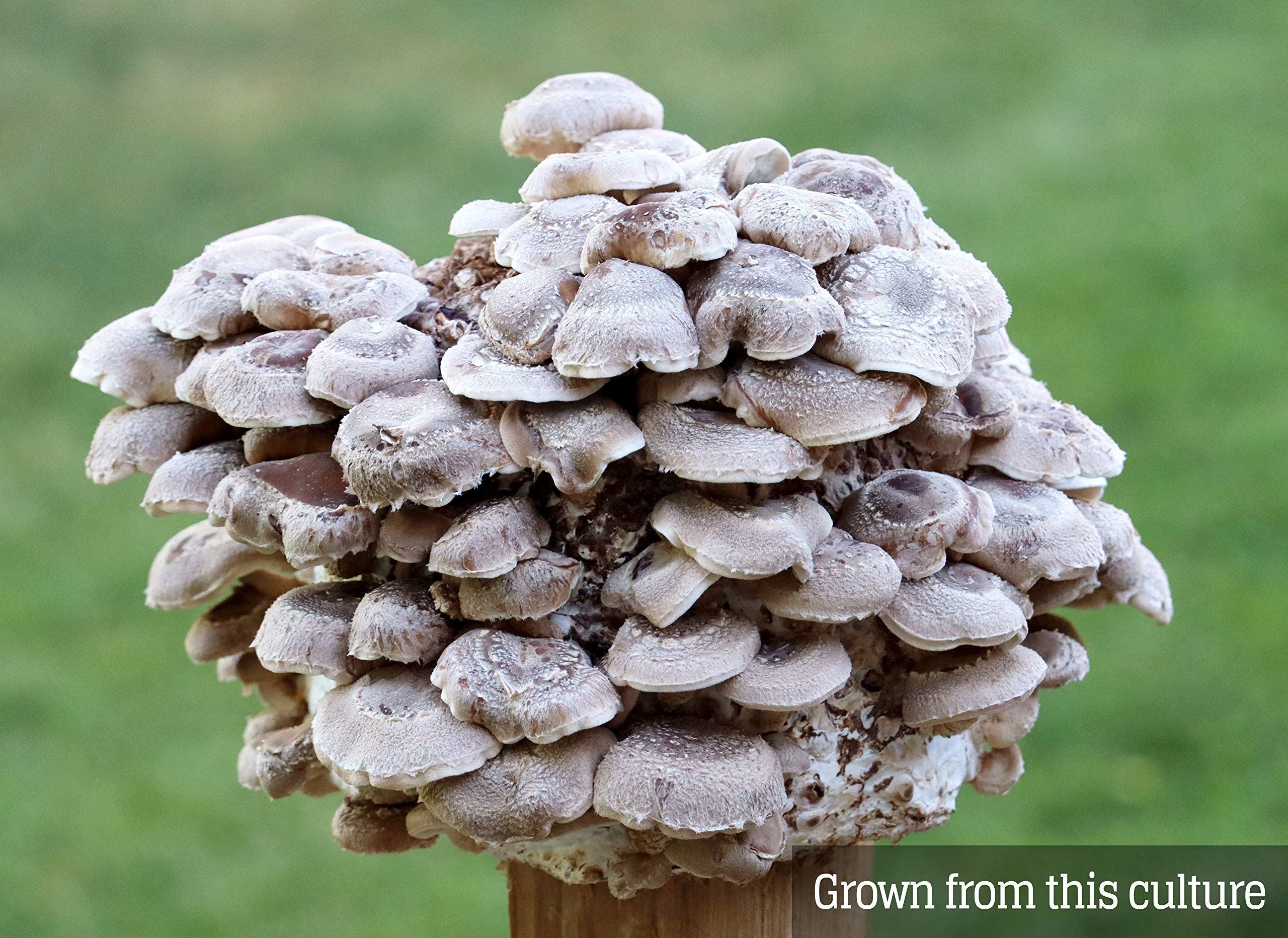 Mushroom Liquid Culture - Shiitake 3782 (Lentinula edodes)