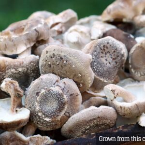 Mushroom Liquid Culture - Shiitake 3782 (Lentinula edodes)