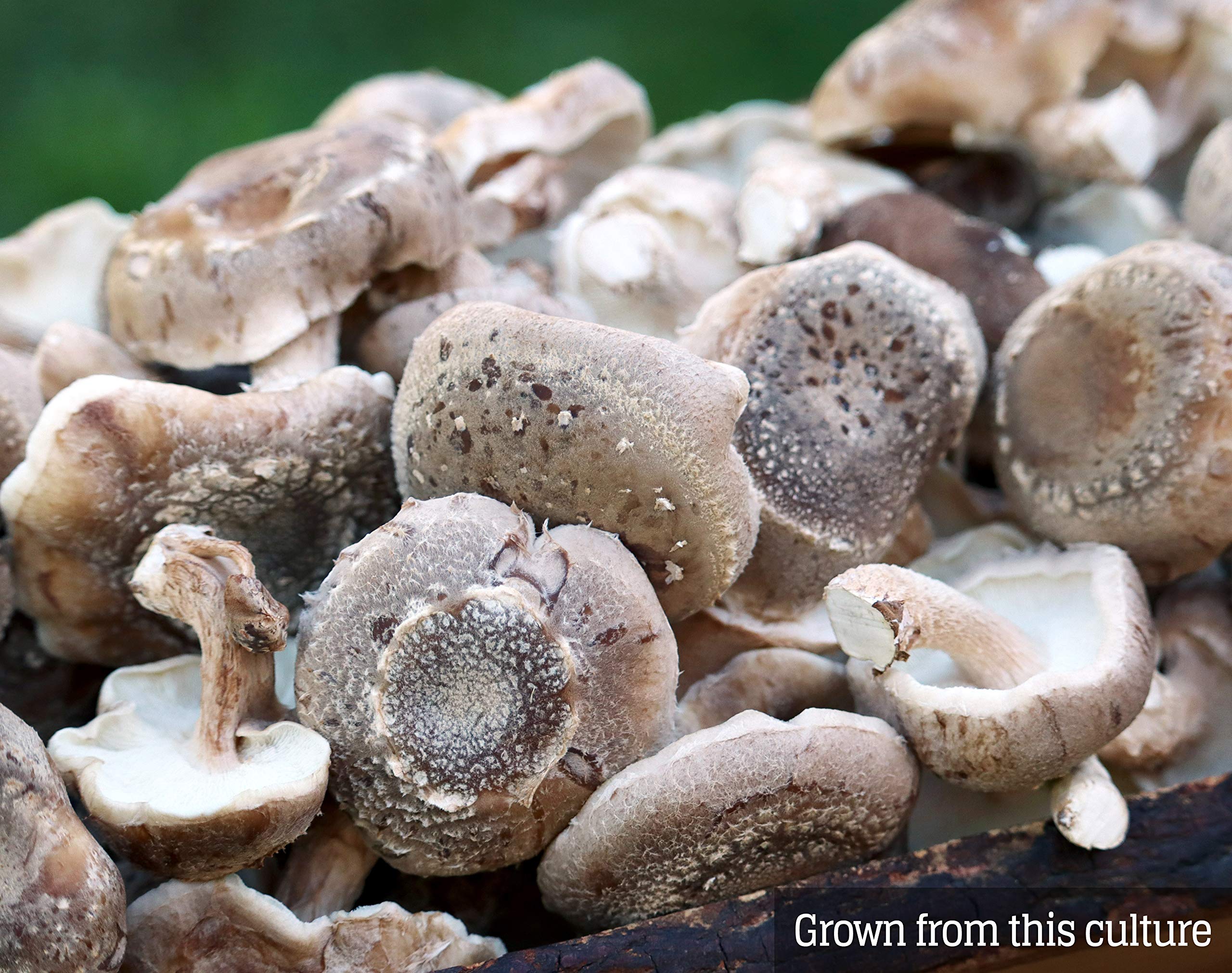 Mushroom Liquid Culture - Shiitake 3782 (Lentinula edodes)