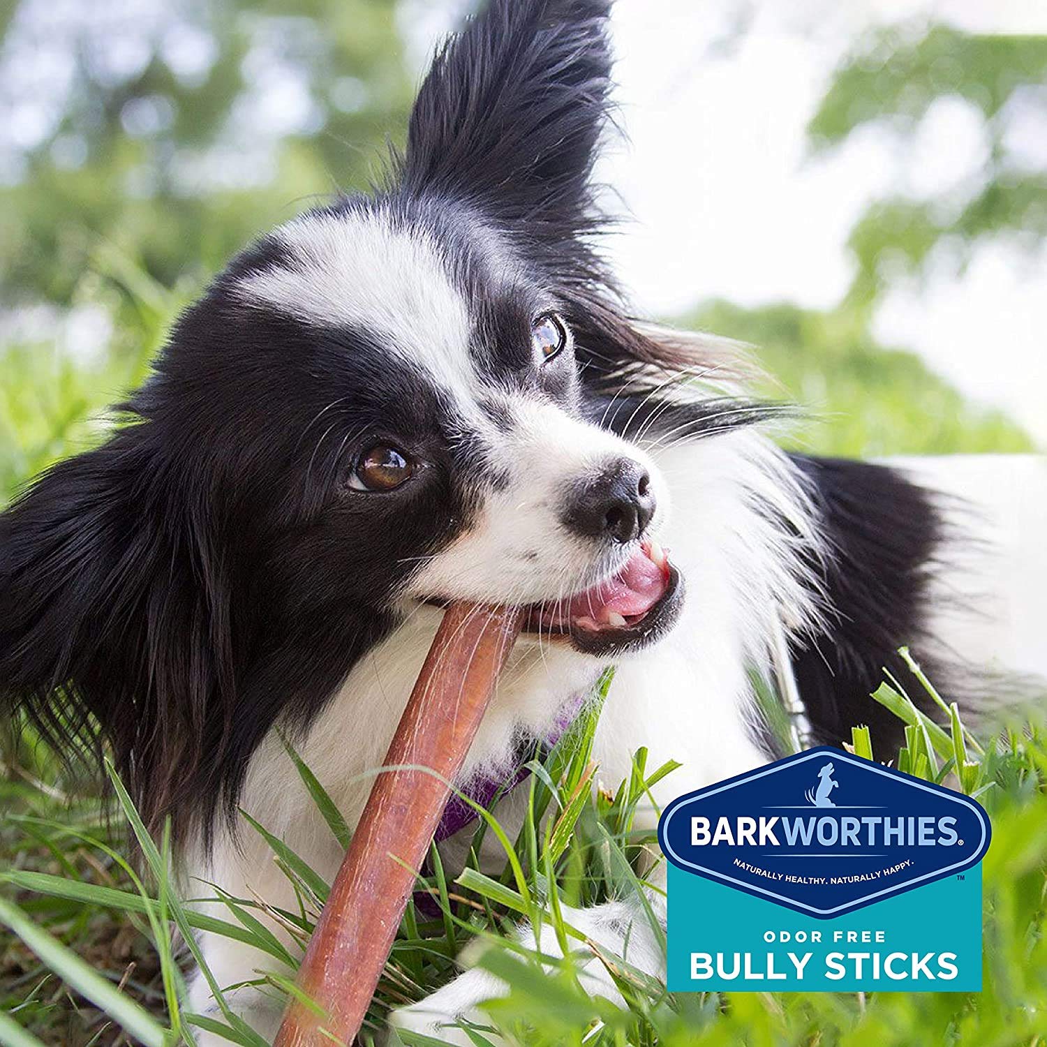 Barkworthies Odor Free Bully Sticks - 2 Pack (5 ct 6 inch) Premium Long Lasting, Protein-Packed, Grain Free Dog Treats and Dog Chews for Aggressive Chewers - Promotes Healthy Teeth for Dogs - E-Book