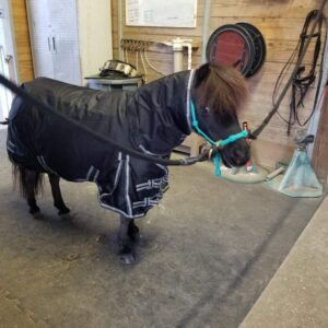 STORM SHIELD Horse Turnout Blanket | Attached Neck Cover | Heavy Weight - 380 Grams | Size 74 - Black | 1200 Denier | Criss-Cross Surcingle | Waterproof, Windproof & Breathable