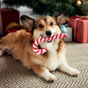 POPETPOP Christmas Dog Toys 3 Pcs, Dog Teeth Cleaning Rope Toy, Durable Dog Chew Ball and Santa Squeaky Plush Dog Toy for Small Dogs and Puppy - Xmas Dog Toy